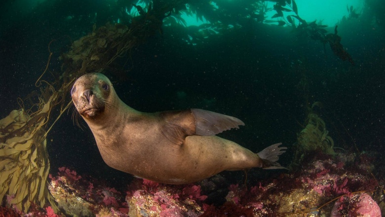 National Geographic estrenó el documental “Yaganes” filmado en Tierra ...