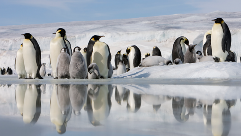 Miles de crías de pingüino emperador se ahogaron en la Antártida ...