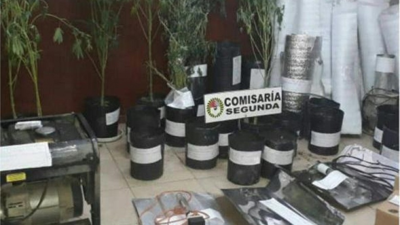 La Policía Incautó Plantas Y Semillas De Marihuana En Una Vivienda De