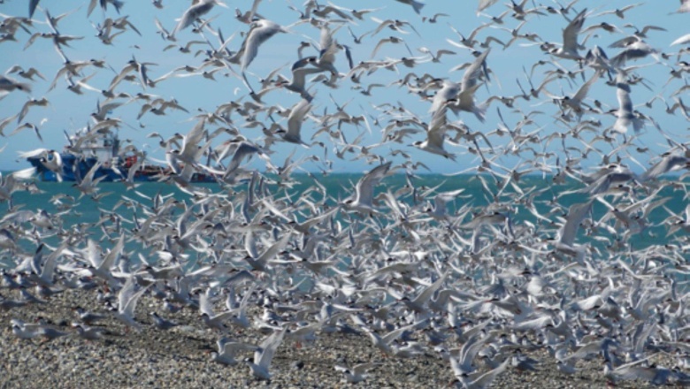 Con octubre llega el "Festival de Aves" a Río Grande - Critica Sur