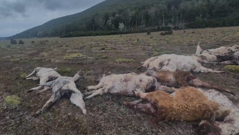 Perros asilvestrados mataron 30 llamas en el corazón de la isla ...