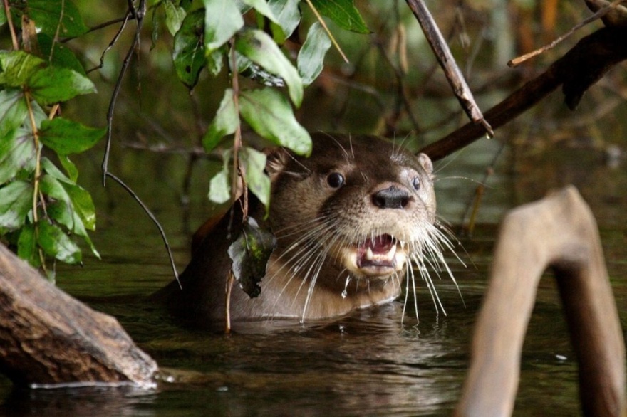 Argentina y Chile coordinan esfuerzos por la conservación del huillín ...